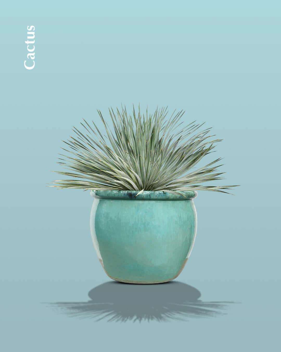 Cactus – Home and Garden
