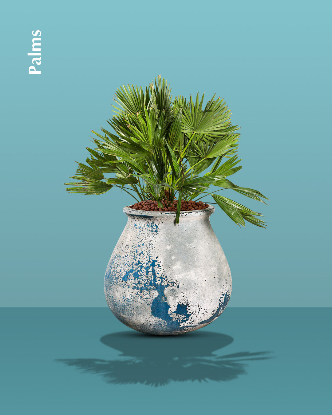 Palms – Home and Garden