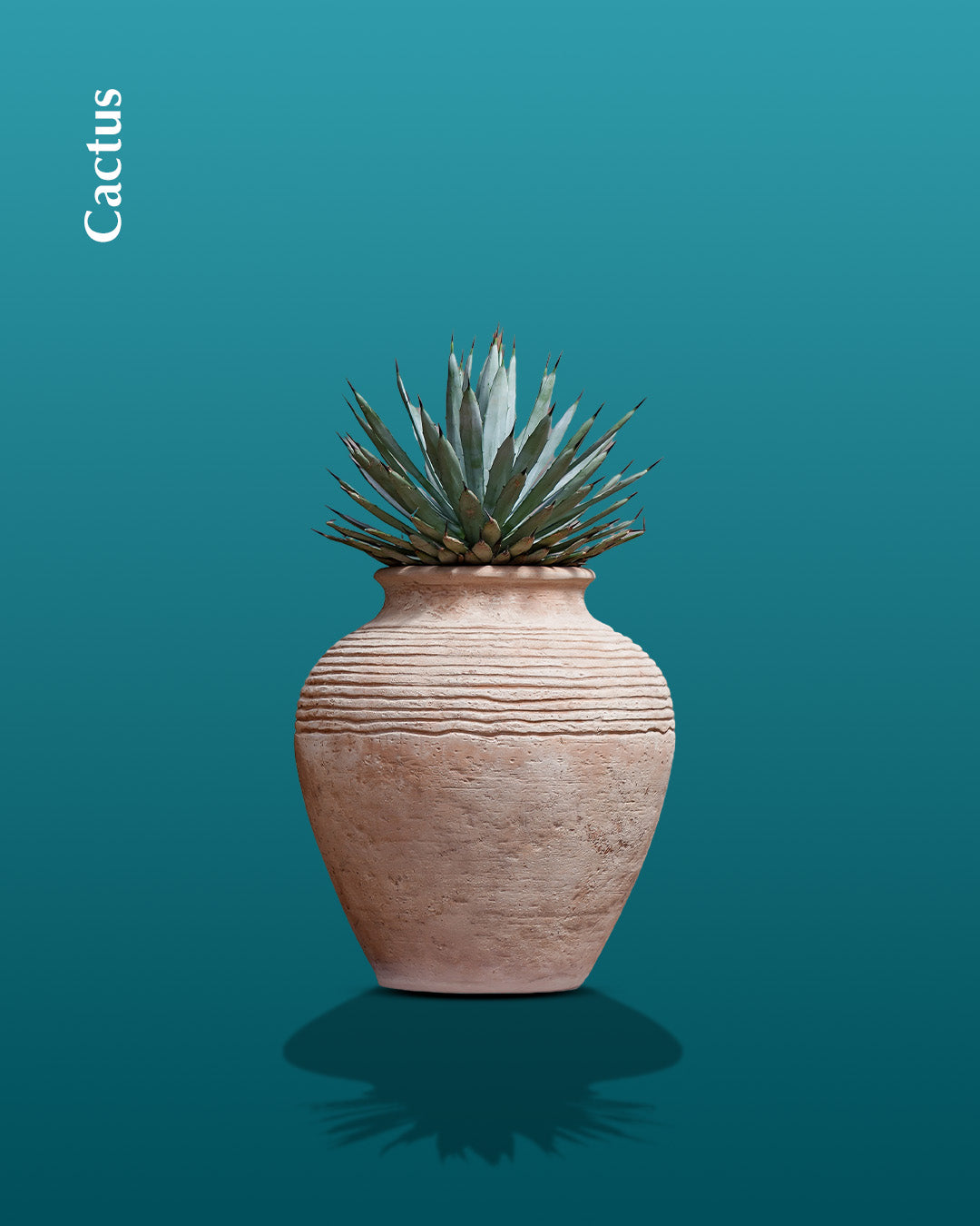 Cactus – Home and Garden