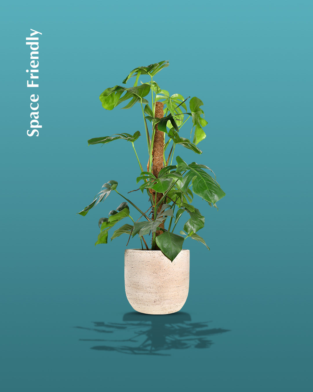 Space Friendly – Home and Garden