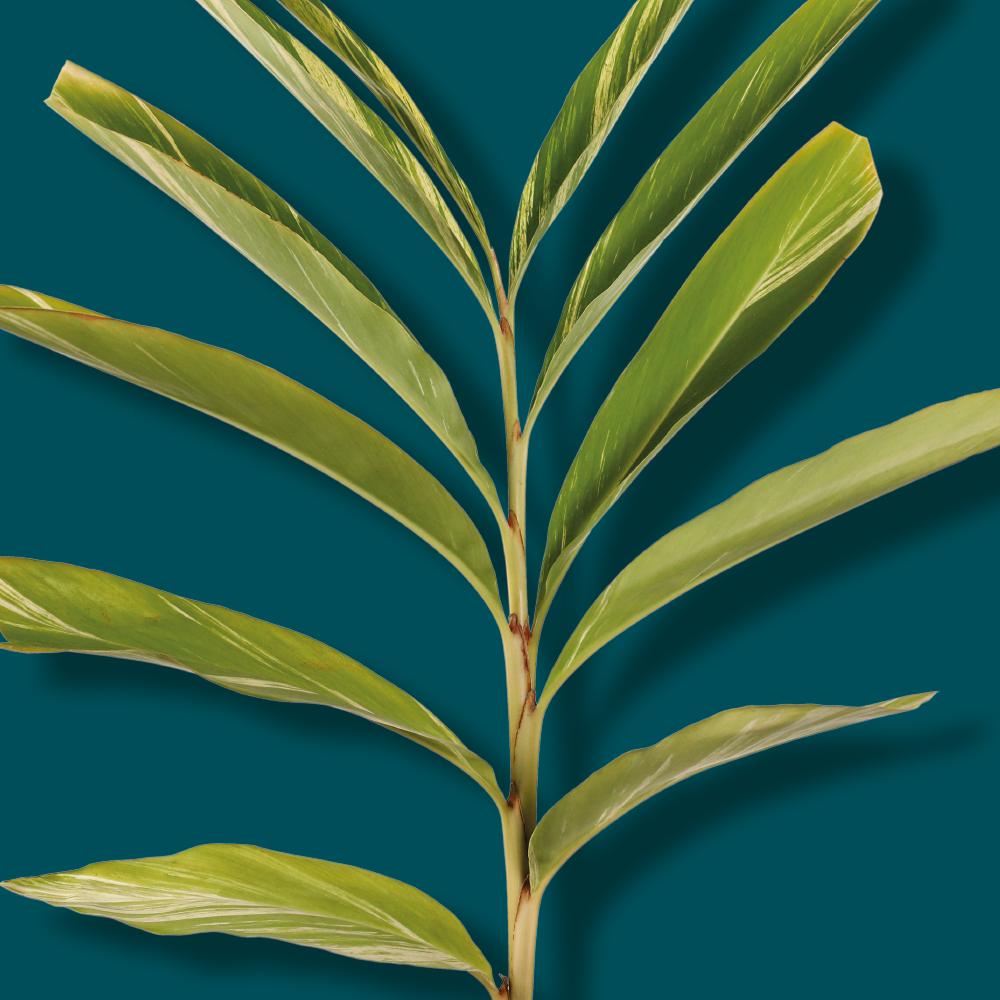 RARE PLANTS OUTDOOR – Home and Garden