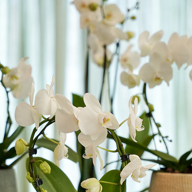 Order Orchids Online | Home and Garden Kuwait