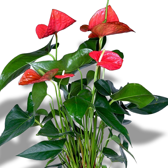 FLOWERING INDOOR PLANTS – Home and Garden