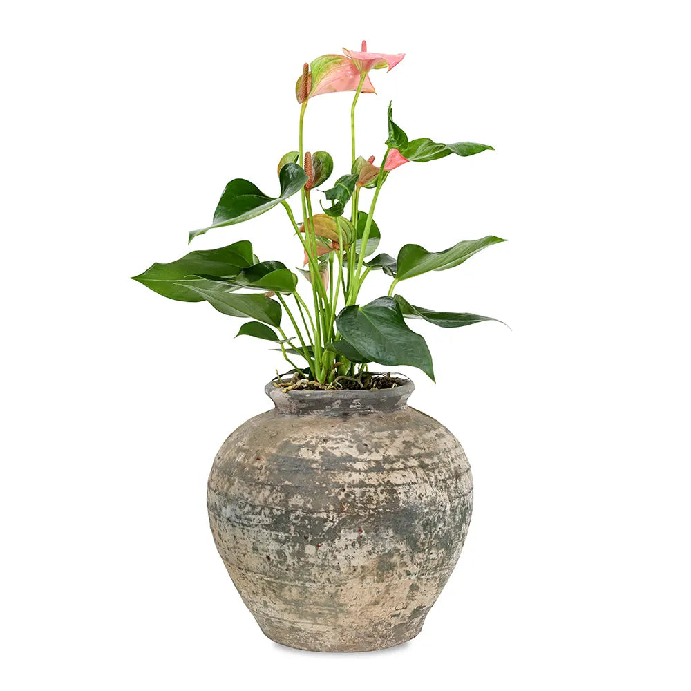 ANTHURIUM IN ANTIQUE GREEN POT – Home and Garden