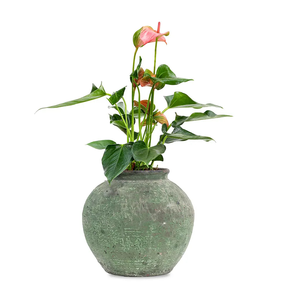 ANTHURIUM IN ANTIQUE GREEN POT – Home and Garden