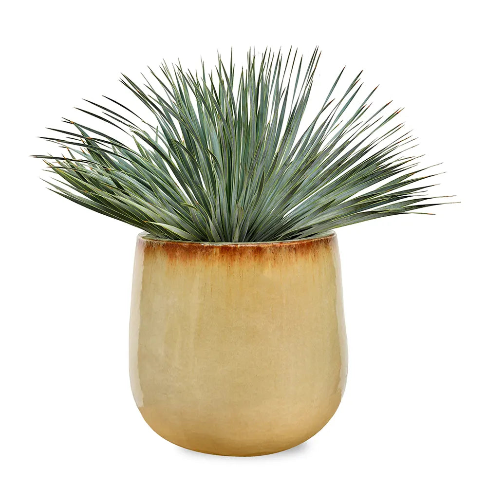 YUCCA ROSTRATA IN BEIGE CERAMIC POT – Home and Garden