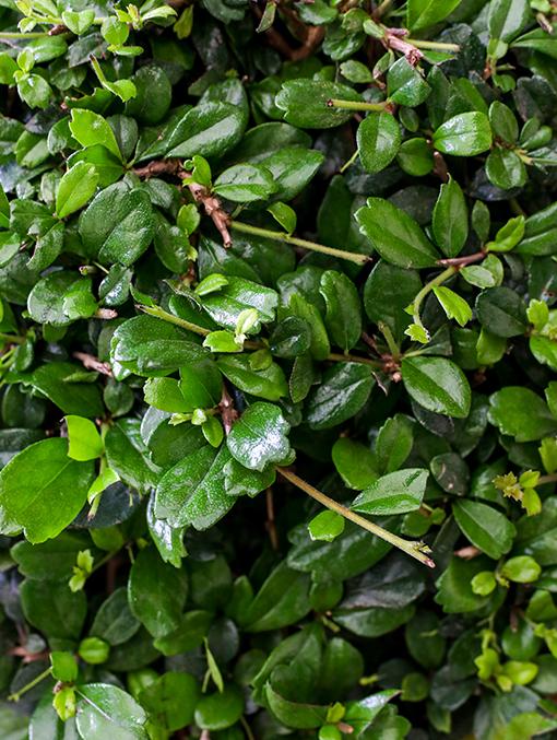 CARMONA MICROPHYLLA BALL SHAPE كارمونا كروية – Home and Garden